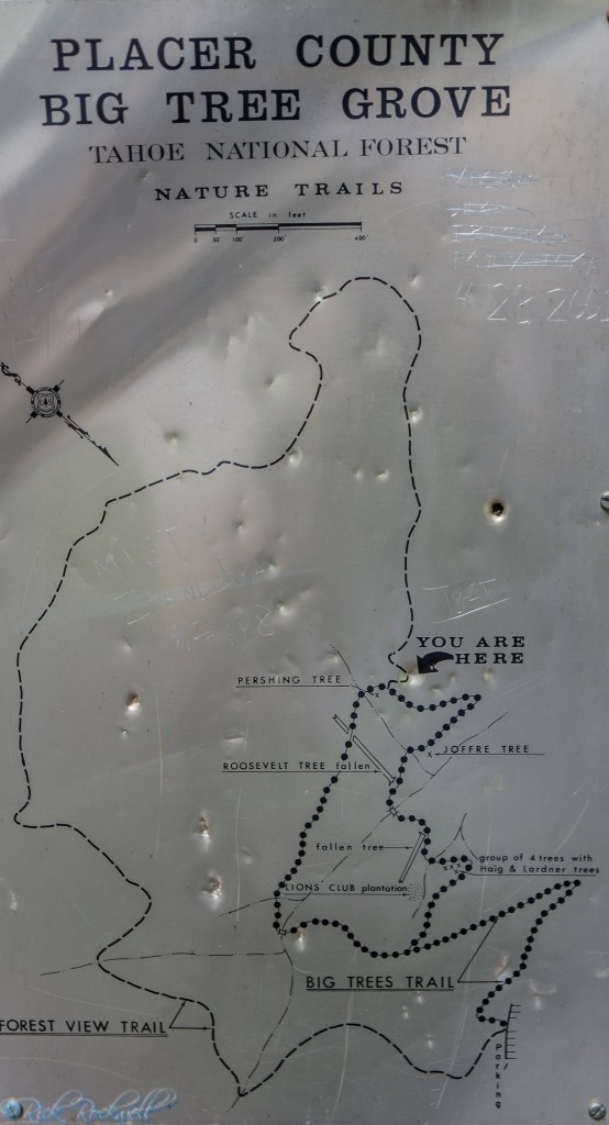 Big Trees Grove: Placer County's giant sequoia anomaly - CalEXPLORnia